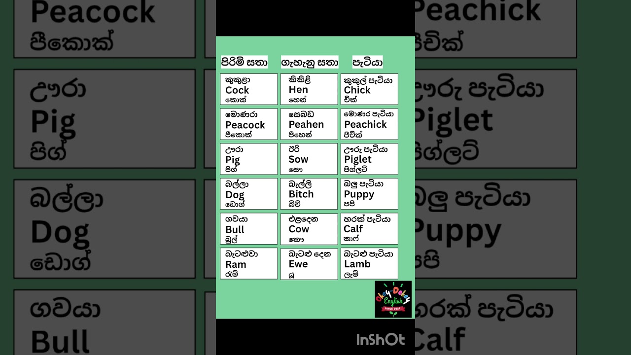 Vocabulary #englishspeaking #okeydokey #spokenenglish #viral