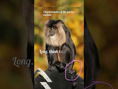 Part 2 ,Lion Tailed Macaque #upscenvironment #upscshorts #shortsfeed