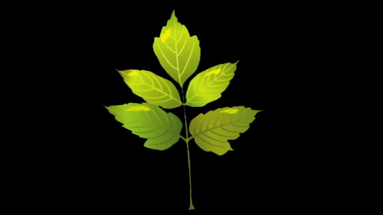 Green leaf template for Editing
