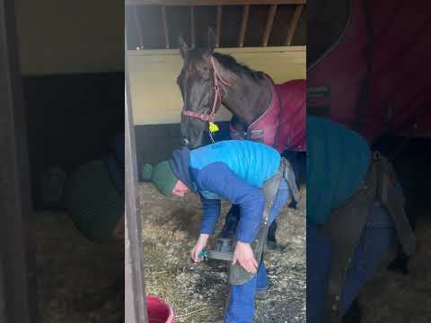 Will Galopin Des Champs win the Gold Cup again this season? #horse #horseracing #racingtv #sport