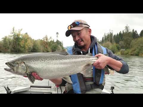 Fish On! - Stamp Somass River Fall Salmon Vancouver Island BC Fly Fishing & Spin Fishing