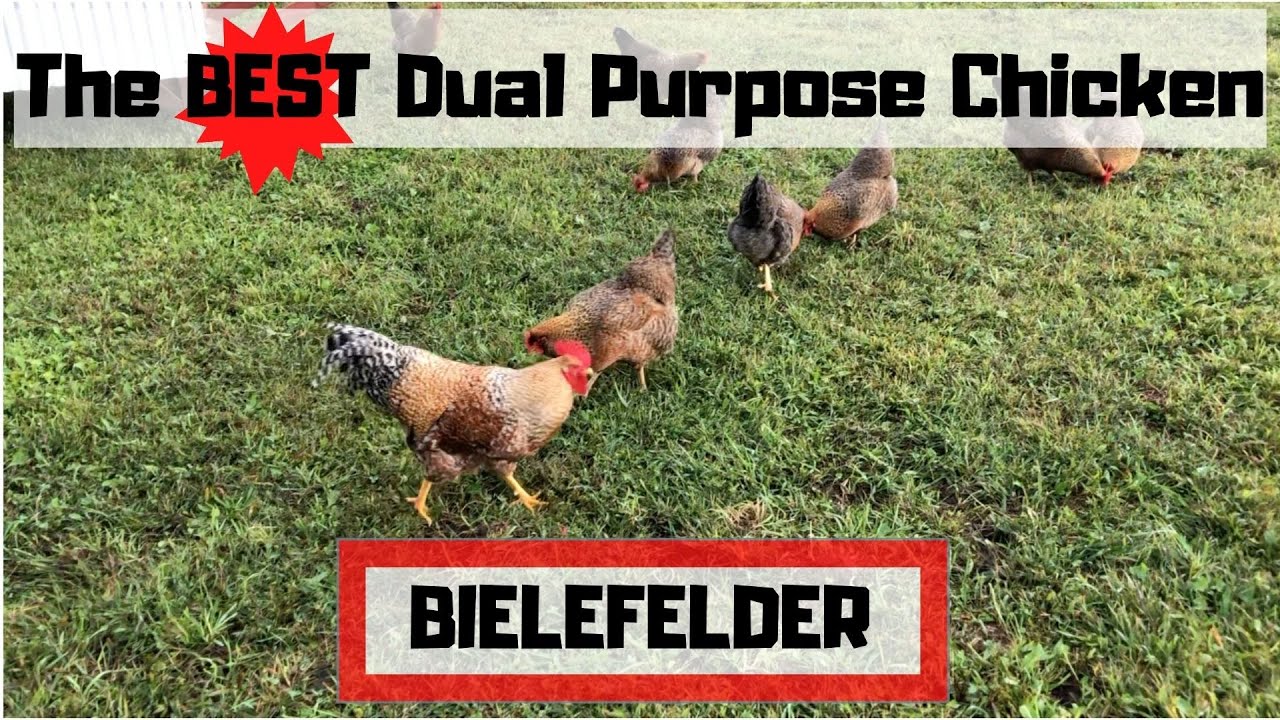 Bielefelders: The best dual purpose chicken