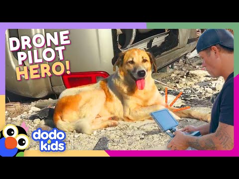 Drone Rescues Cats And Dogs From Hurricanes | Dodo Kids | For The Love Of The Wild