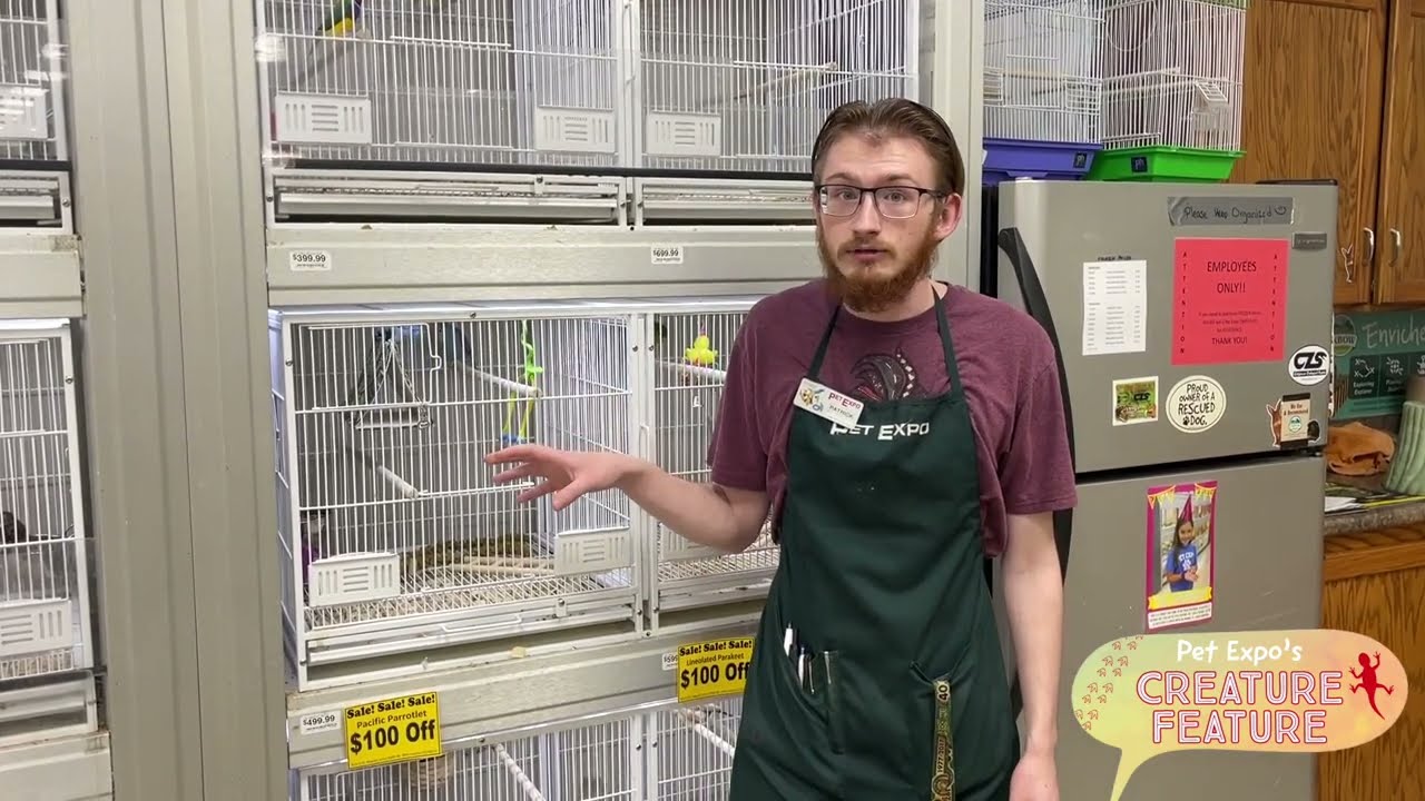 Pet Expo's Creature Feature: Parrotlets