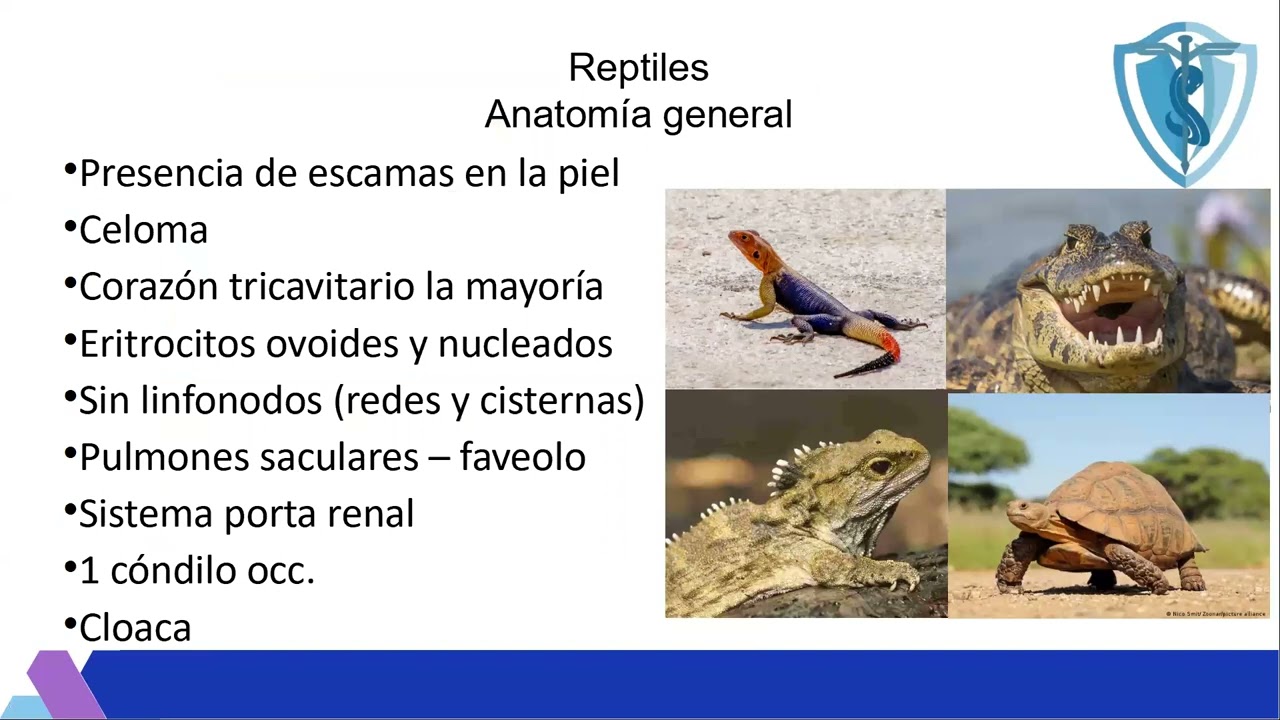 Anatomía general de los reptiles