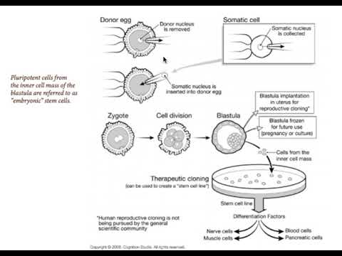 therapeutic cloning