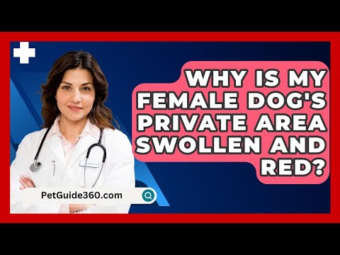 Why Is My Female Dog's Private Area Swollen And Red? - PetGuide360.com
