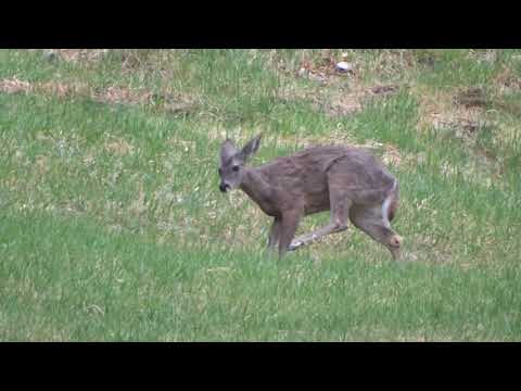 Heat Wave – David Ray Williams