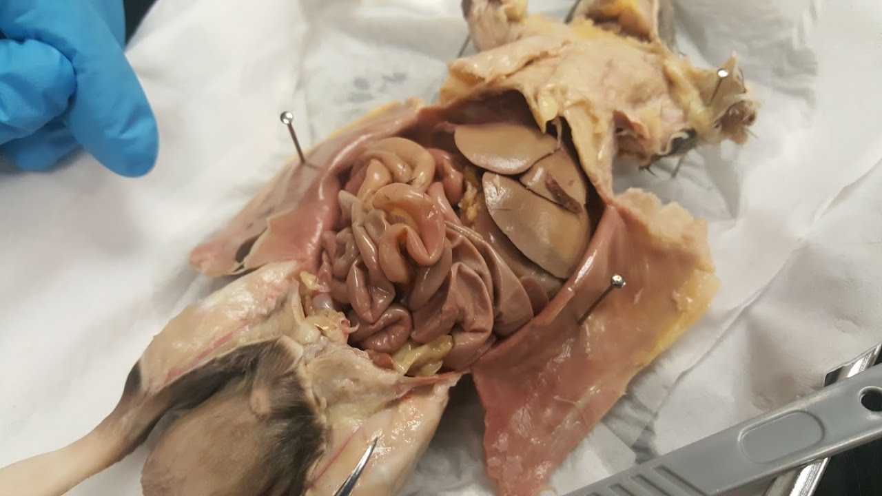 Rat Dissection