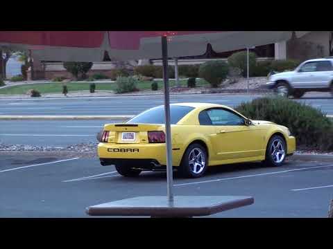 Morning hang out,Terminator cobra Plays with Jaguar F type