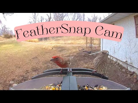 FeatherSnap Cam Bird Watching | Cat TV