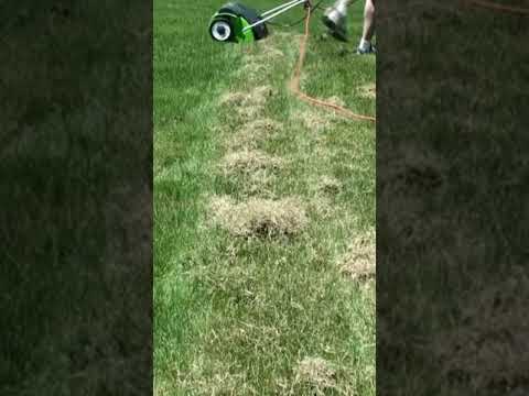 Dethatching grass with electric lawn dethatcher #shorts | Lawn Care and Gardening