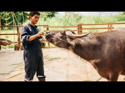 Livestock Farming In Pakistan | Dairy Farming urdu/hindi