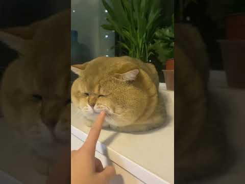 fat cat
