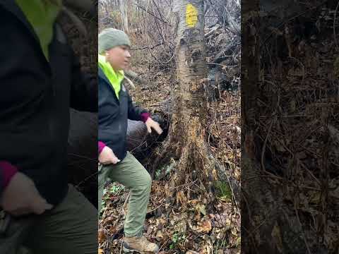 How to identify and remove Spotted Lantern Fly egg masses