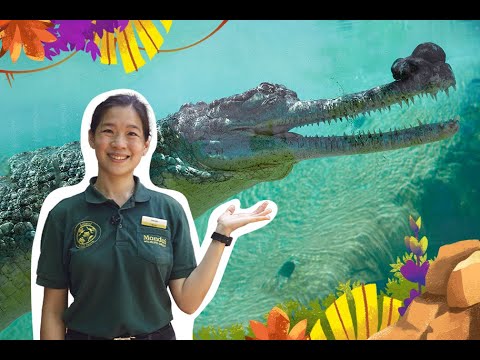 Ask A Keeper: Answer Time | Indian gharial