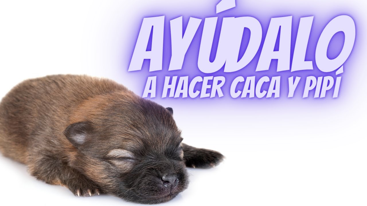 Cómo estimular a un cachorro para hacer caca y pipí | Mascotas