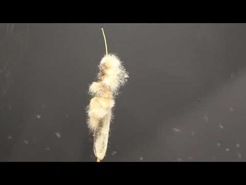 Cattail Seed -- Being blown away