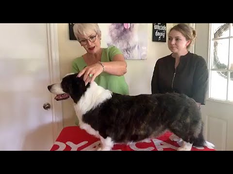 Facebook Live: Telltail and Onalee Virtual Kennel Visit, Cardigan Welsh Corgi breed #caninechronicle