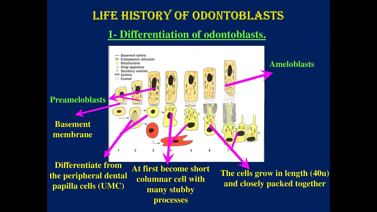 Dentin ppt