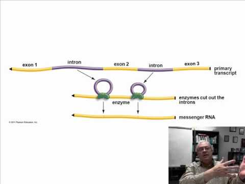 Alternative RNA splicing