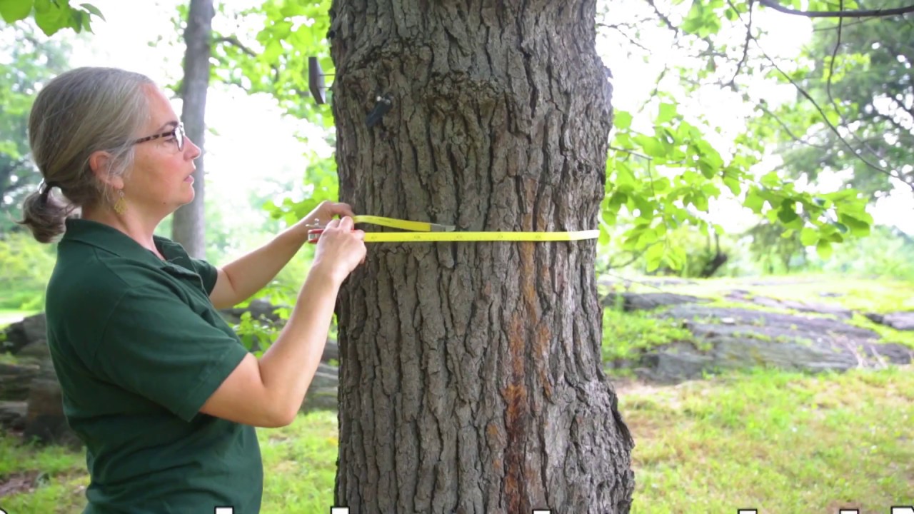 NYBG Facts: Plant Records