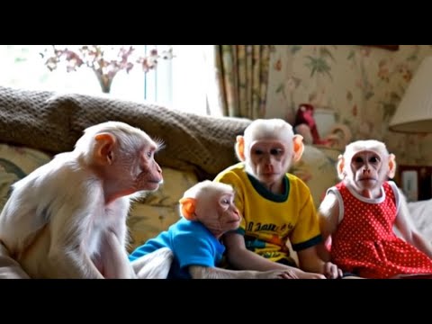 A family of albino monkeys living happily