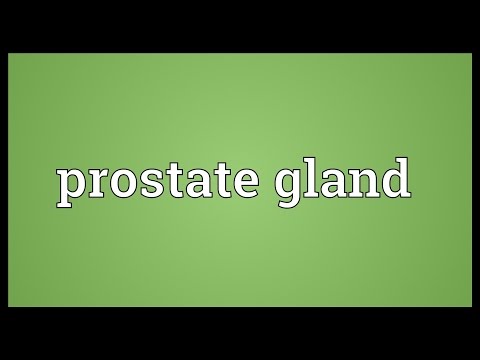Prostate gland Meaning