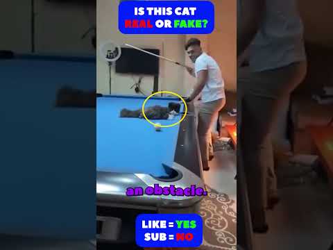 CAT VS FANUM TAX?! #shorts #viral #funnytiktoks #cats #cat