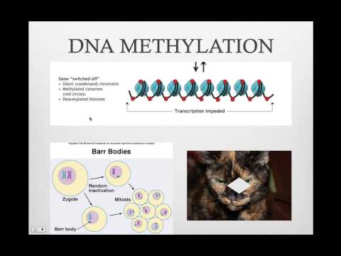 AP Biology cvitale Controlling Gene Expression.mp4