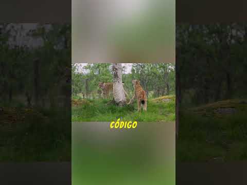 El lince ibérico: La increíble recuperación de un animal único