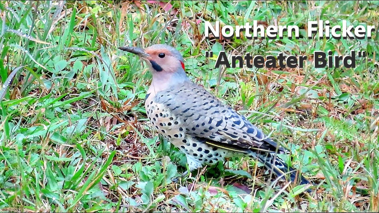 Northern Flicker Woodpecker Mini-Documentary