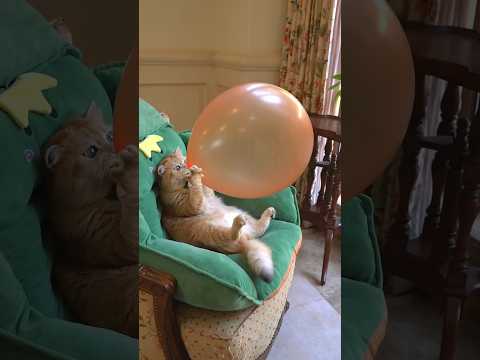 cat 🐈 & baby 🐥 comedy video #comedyvideos #funny #cat #cutebaby #shorts #monkey #cartoon
