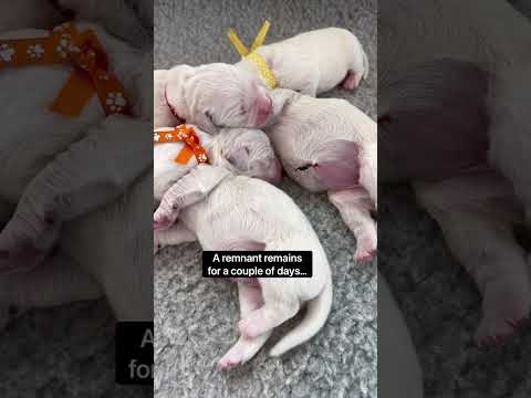 Newborn Pup's Umbilical Cord
