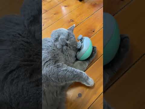 That's the spot! Cat massages own head
