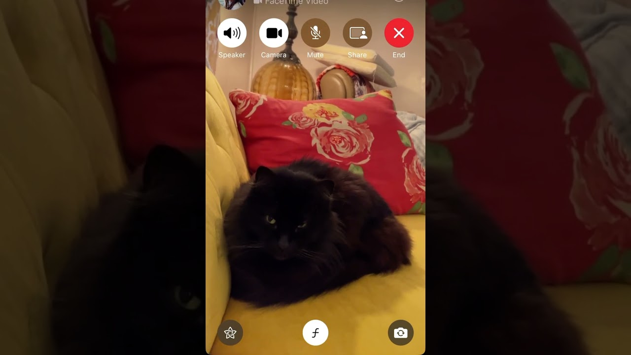 Belle trying to call Izzy to wake her up 🫤