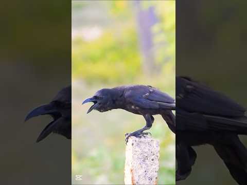 Crows Hold Grudges! Here's Why They're Smarter Than You Think!