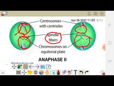 Cell division meiosis 2( prophase II,metaphase II,Anaphase II and Telophase II.)