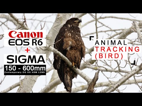 Canon EOS R6: Wildlife AF tracking with Sigma 150-600mm Contemporary ...