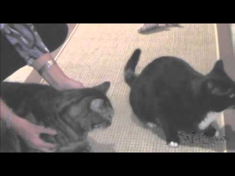 Pet Product Review - Bach Remedies For Pets