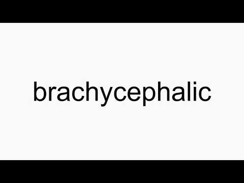 How to pronounce brachycephalic