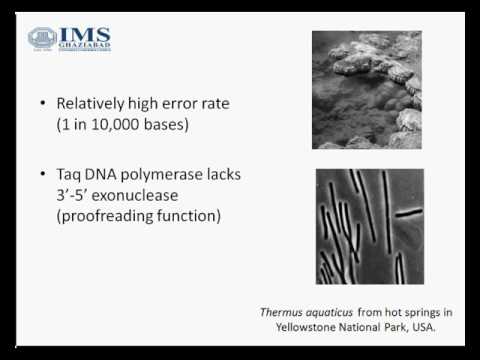 Components of PCR