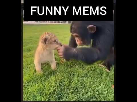 funny mems for lion and monkey ππ€£