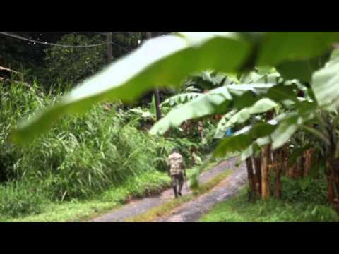 The banana industry of the Windward Islands - The Guardian