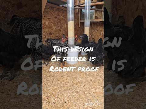 The Best rodent proof chicken feeder