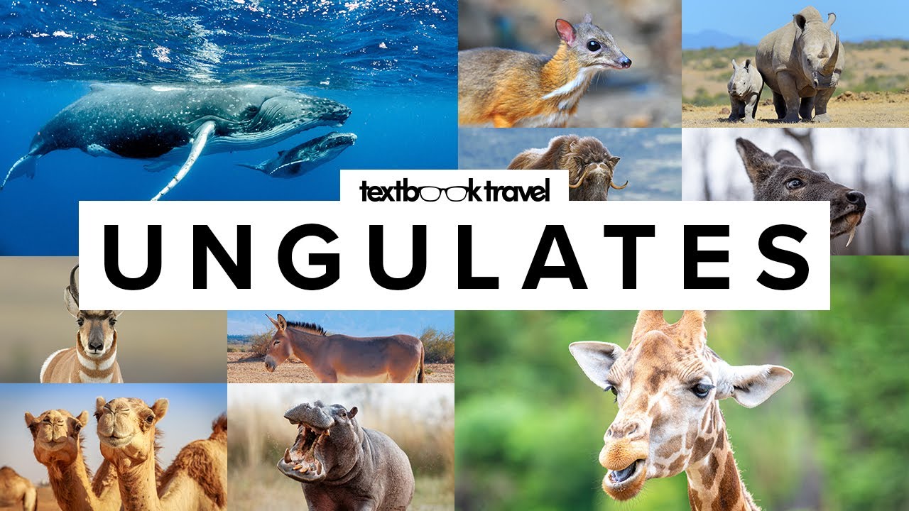 All 13 Ungulate Families (Odd & Even-Toed)