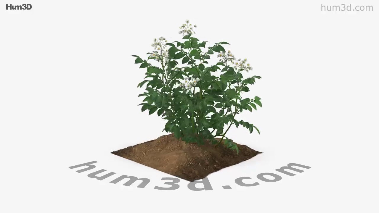 Potato Plant 3D model by 3DModels.org