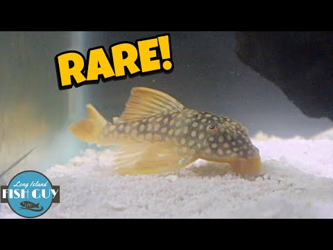 RARE PLECO SPECIES! Cool New Way to Buy AQUARIUM FISH!