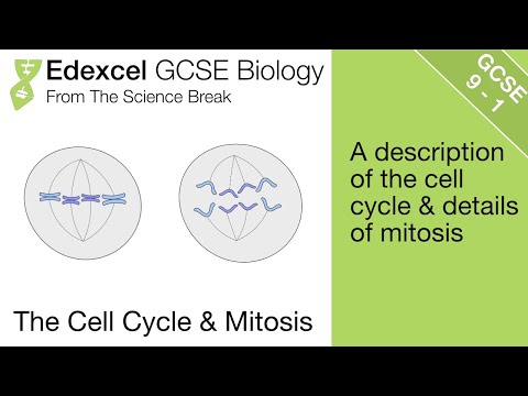 10. Edexcel GCSE Biology - The Cell Cycle and Mitosis