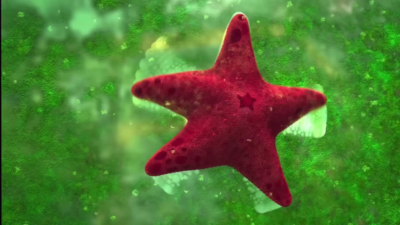 Finding Nemo But It’s Only Peach